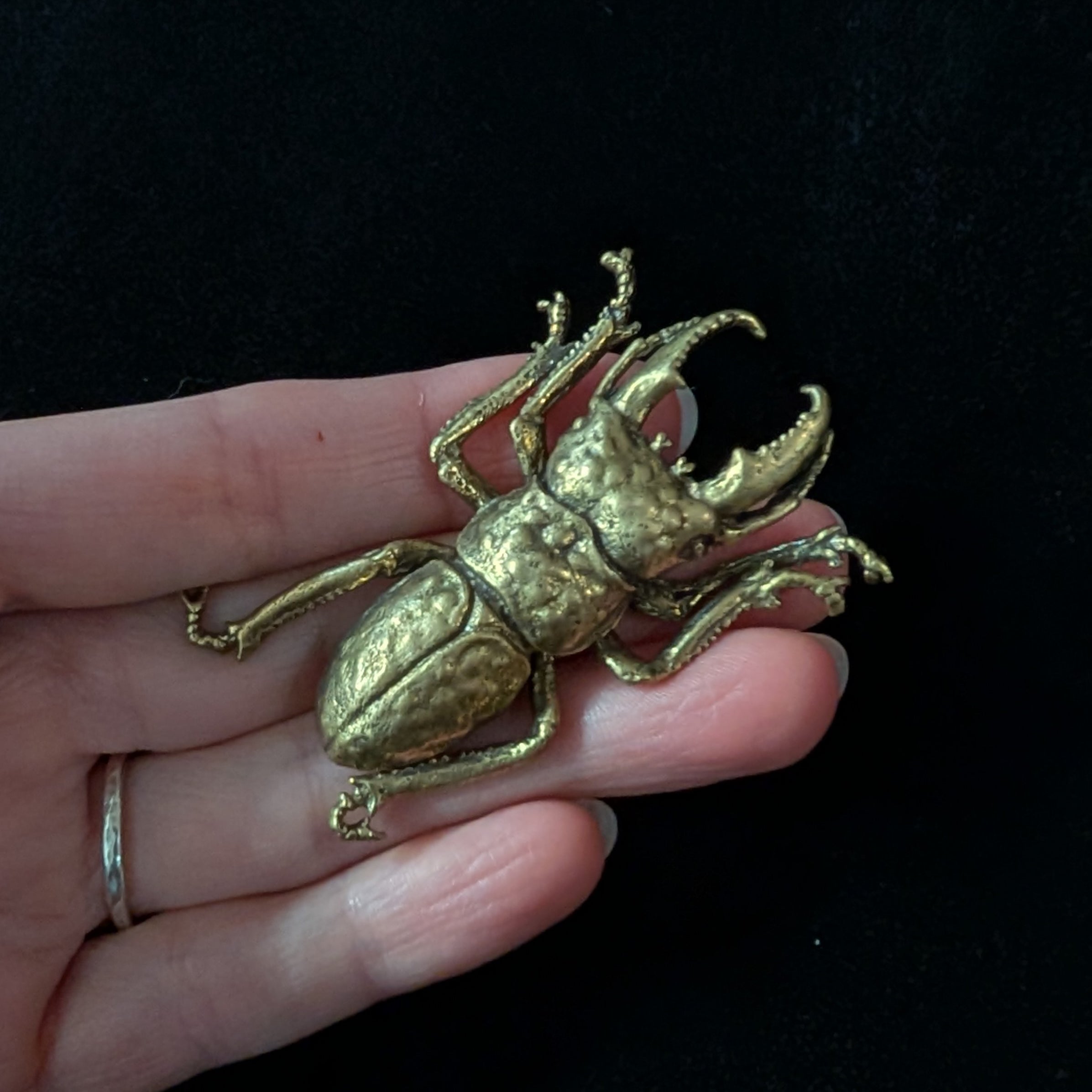 Brass Stag Beetle – Esoterica